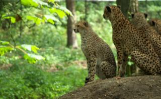 Hunting with the pack - The Story of Baloo Patel